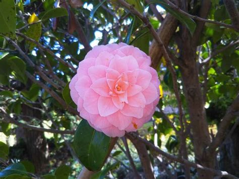 強羅 花扇 「乙女椿」（otome Camellia） とてもきれいに咲いていました 😯 Sounkaku