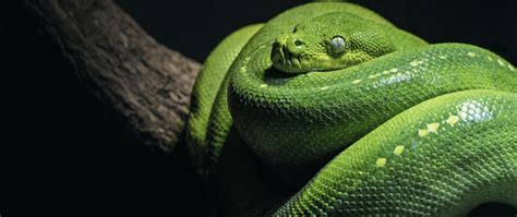 Playwright Web Testing And Automation Framework 🎭 Dev Community