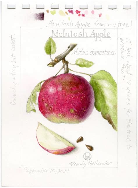Apples Realistic Botanical Drawings In Steps Draw Botanical LLC