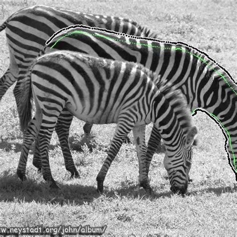 More Interactive Texture Segmentation Results With Initial Curve Download Scientific Diagram