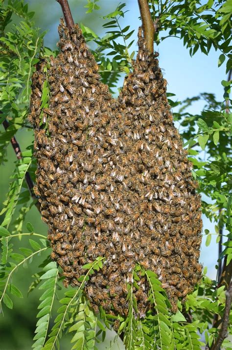 Bees In My Tree Beekeeping
