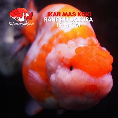 Jual Ikan Mas Koki Ranchu Sakura Big Size 15 16 Cm Shopee Indonesia