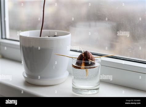 Young Avocado Plant In A White Pot An Avocado Seed Sprouting In A