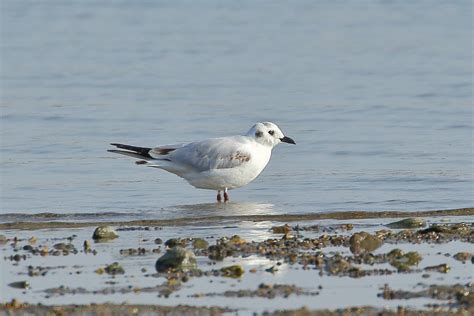 ズグロカモメ 2019 01 16 日本の野鳥識別図鑑