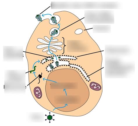 Antigen Processing And Presentation Pathways