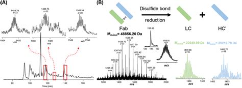 Light Chain And Heavy Chain Pair Analysis Using Reduced And Non Reduced Download Scientific
