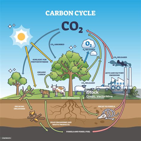 Siklus Karbon Dioksida Dengan Pertukaran Emisi Co2 Di Alam Diagram