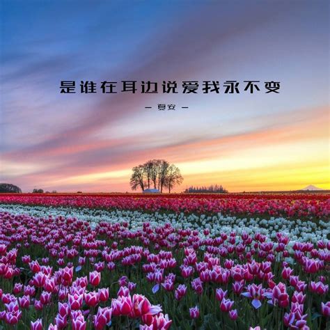 是谁在耳边说爱我永不变夏安高音质在线试听是谁在耳边说爱我永不变歌词歌曲下载酷狗音乐
