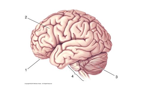 Lateral Surface Gross Features Diagram Quizlet