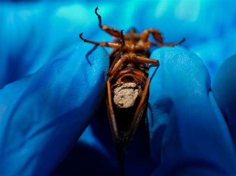 Collecting Sex Crazed Zombie Cicadas Scientists Track Fungus Lisle