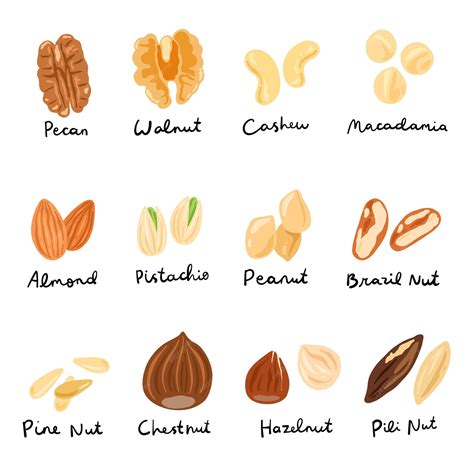 Premium Vector Set Of Nuts Collection Pecan Walnut Cashew Almond Peanut Pine Nut Chestnut