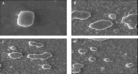 A Scanning Electron Microscopy Micrographs Of Untreated Acinetobacter Download Scientific