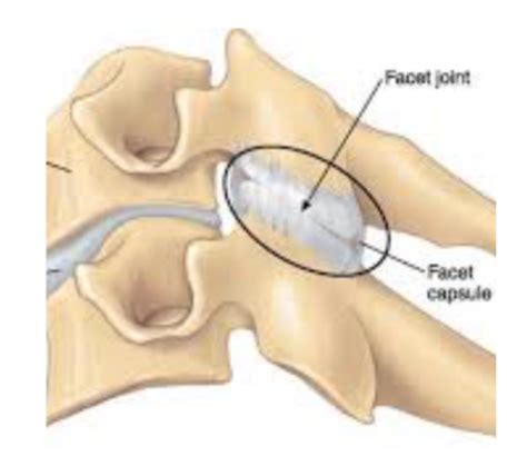 Upper Quadrant Scan Flashcards Quizlet
