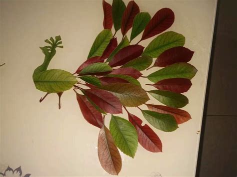 树叶贴画孔雀 获奖孔雀的树叶粘贴画 随意云