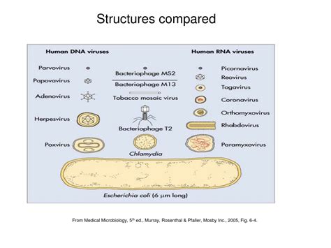 Ppt Virus Structure Classification And Replication Powerpoint Presentation Id 511172