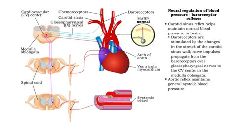 Chemoreceptor Reflex Flow Diagram Central And Chemical Regul