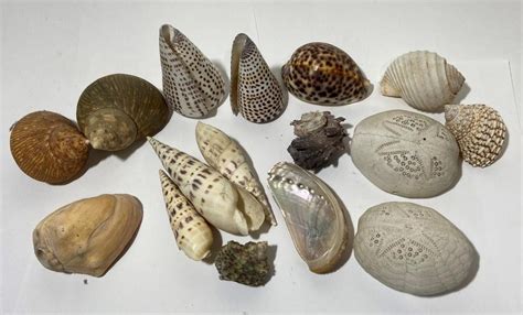 Assorted Seashell Collection Gopher Urchins Cowries Conus Shells