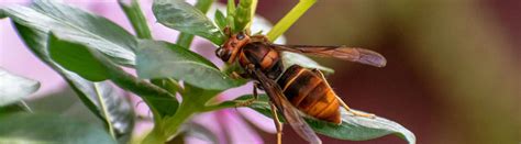 Types Of Hornets Species Facts And Photos