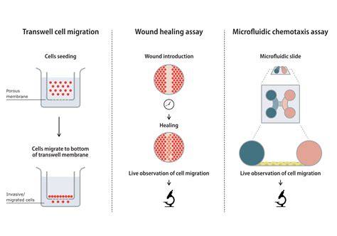 Cell Migration And Invasion Assays Inventro