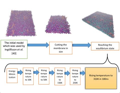 Preparing The Membrane For The Coarse Grained Simulation Download Scientific Diagram