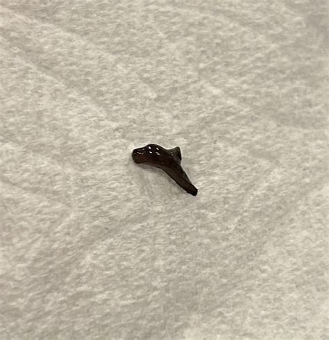 Slug Or Dog Worm Rsluglife