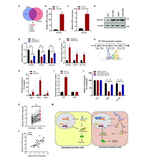 Tfap2c Transcriptionally Activates Pcat1 Expression In Dtx Resistant Download Scientific