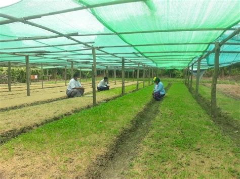 ထီးချိုင့်မြို့နယ်တွင် စိုက်ပျိုးရေးဦစီးဌာနမှ Gap စနစ်ဖြင့် ဖရဲစိုက်ပ