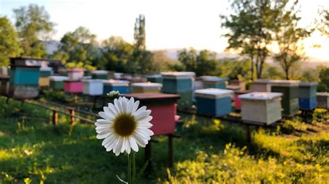 Api Village აპი სოფელი 👉ასეთია დაისი აპი სოფელში 🌅🌄🌼🌻💚💚 გაგვიზიარეთ თქვენი სოფლის ფოტოები