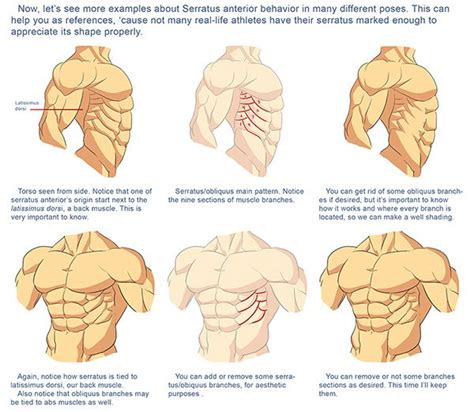 39 How To Draw Muscles Ideas To Save Today Art Reference Poses