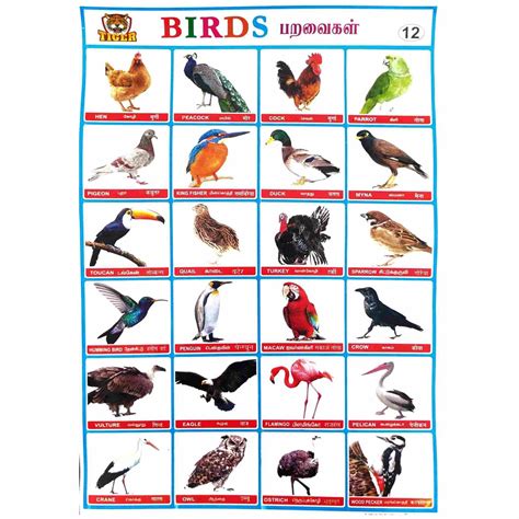 Birds School Project Chart Stickers Clickere