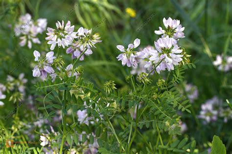 Bunte Kronwicke Bild Bestellen Naturbilder Bei Wildlife Media
