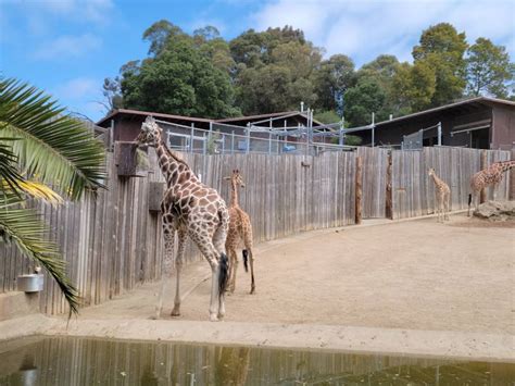 Oakland Zoo San Francisco What To Expect Timings Tips Trip