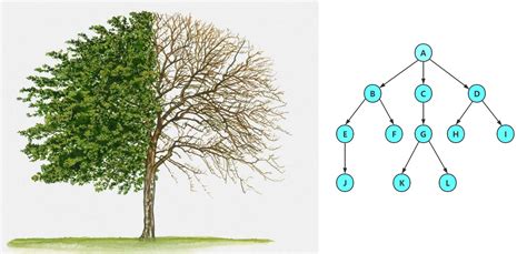 Ds：数与二叉树的相关概念 Csdn博客