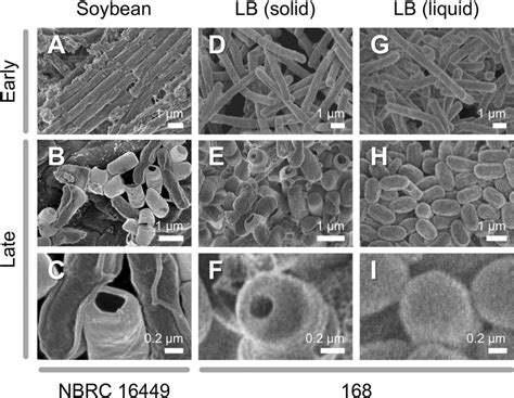 Bacillus Subtilis Morphology