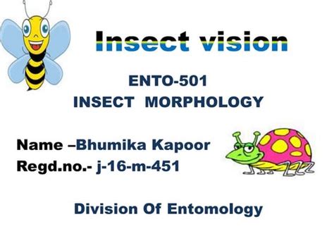 Insect Vision Entomology Insect Eye Facet Pptx Eye And Vision Conditions Diseases And