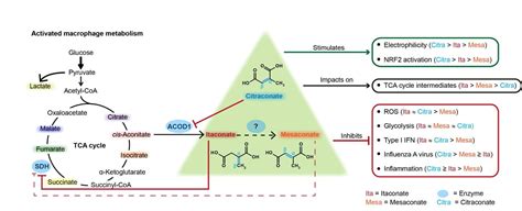 Citraconate Inhibits Acod1 Irg1 Catalysis Reduces Interferon Responses And Oxidative Stress
