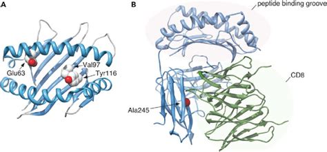 Three Dimensional Structure Of Hla B Highlighting Key Amino Acid
