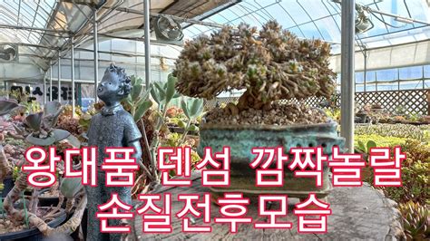 왕대품 근상 덴섬 이발하고 새단장했어요~~~다육식물 다육 다육이 판매완료 Youtube