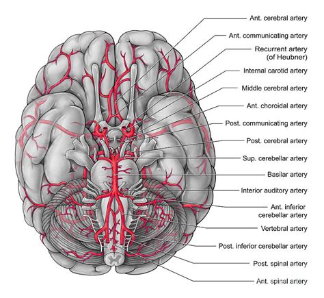 Arteries Of The Brain
