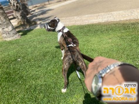 תמונה של כלב למסירה בחינם מודעה 2848909