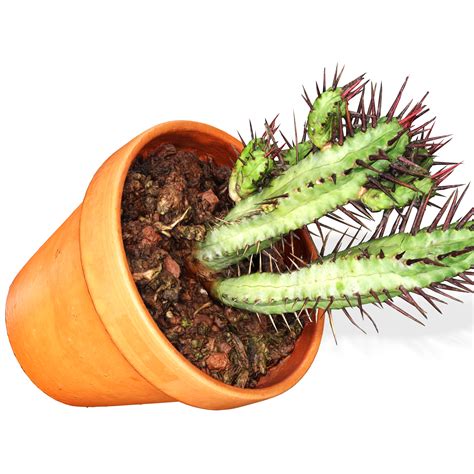 Obj File Vegetable Stack Blackberry Tomato Potato Potato 8 Euphorbia