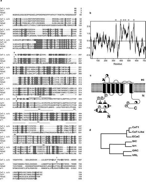 Primary Structure Of Human Cat L A Alignment Of The Deduced Amino