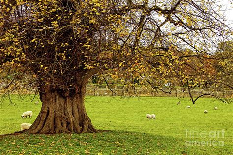 Tree Shedding Its Leaves Photograph By Omran Husain Pixels