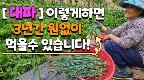 대파 이렇게 옮겨심으면 몇년간 계속 먹을수 있습니다 대파 모종 대파 씨앗 대파 키우기 Growing green onions