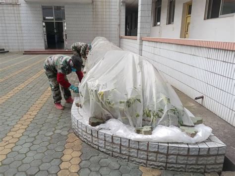 越冬养护工作忙，校园植被“穿新装”——物业服务中心开展植物越冬养护工作 中国地质大学后勤保障处