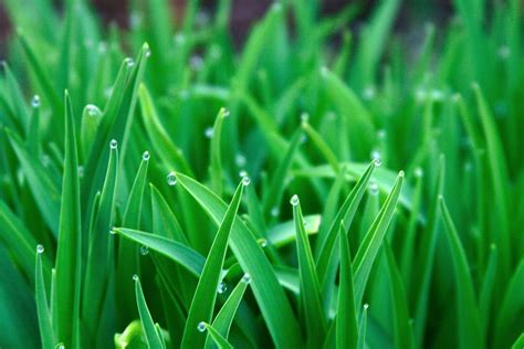 Green Grass Wallpapers Wallpaper Cave