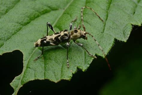Anaglyptus Nokosanus Inaturalist