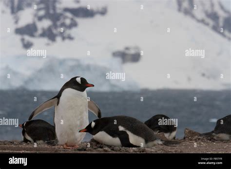 Gentoo Penguin Mating Pair Nesting At Neko Harbor Rookery Antarctica