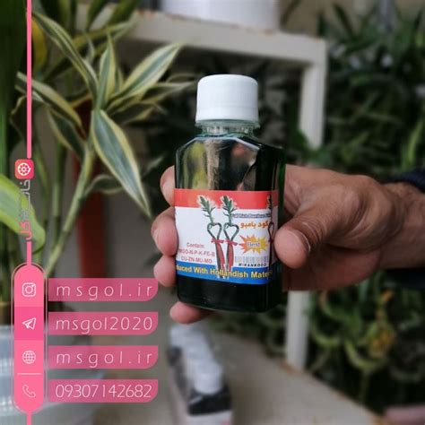 بامبو لوتوس گل شانس دوشاخ ارسال سریع برای تهران و کرج