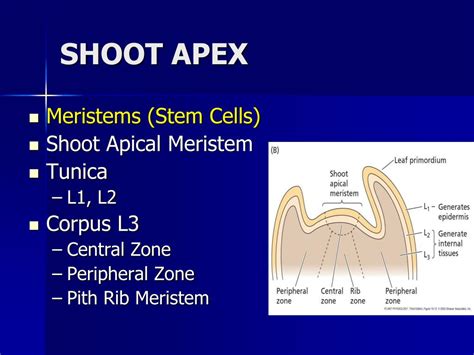 Right Apical Nodule Lung Nodules Comprehensive Guide To Diagnosis Treatment And Care